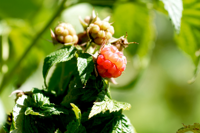 Fruit Pest Messages | Integrated Pest Management