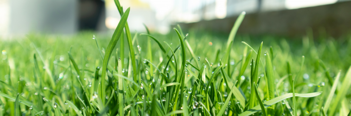 Turfgrass | Integrated Pest Management | College of Agriculture, Health ...