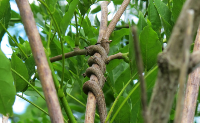 Invasive Species | Integrated Pest Management | College of Agriculture ...