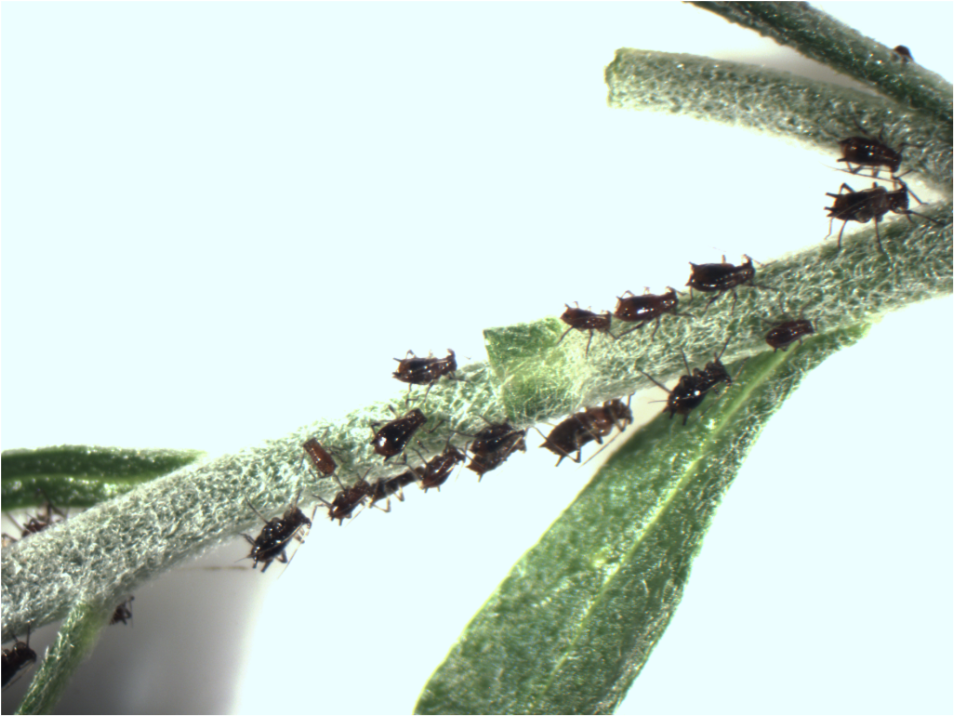 Pest Messages | Integrated Pest Management