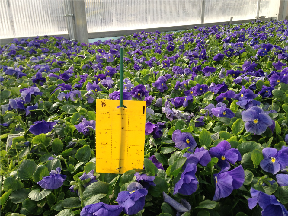 Greenhouse | Integrated Pest Management