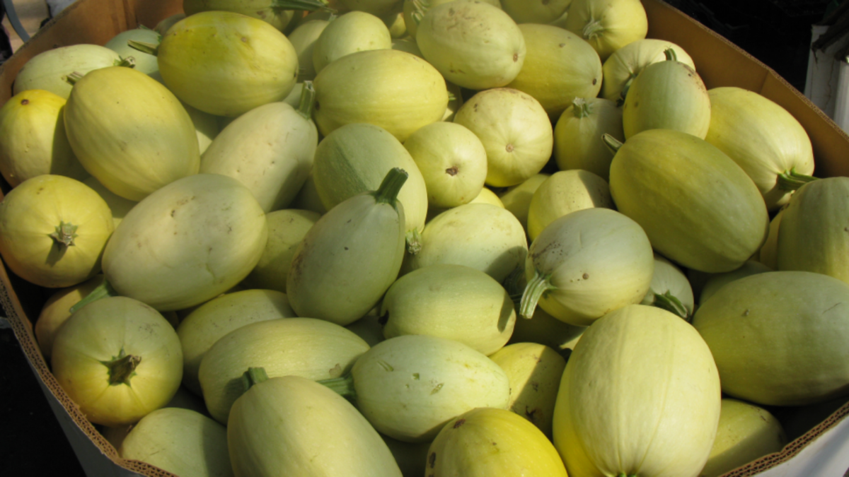 Crop Talk | Integrated Pest Management