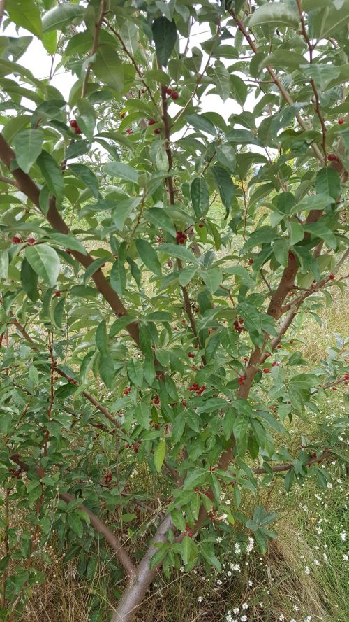 Invasive Plant Factsheet: Autumn olive | Integrated Pest Management