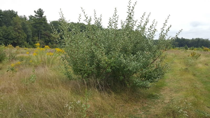 Invasive Plant Factsheet: Autumn olive | Integrated Pest Management