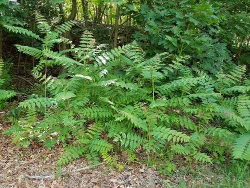 Invasive Plant Factsheet: Tree-of-heaven | Integrated Pest Management