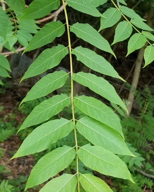 Invasive Plant Factsheet: Tree-of-heaven | Integrated Pest Management
