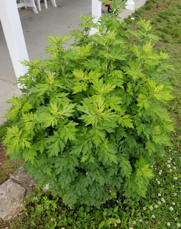 Invasive Plant Factsheet: Common mugwort | Integrated Pest Management