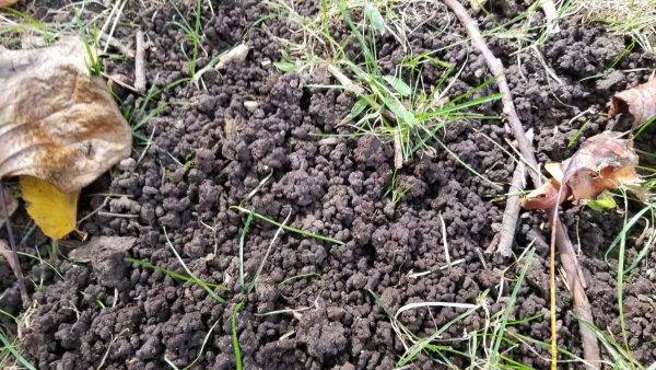 Jumping Worms | Integrated Pest Management