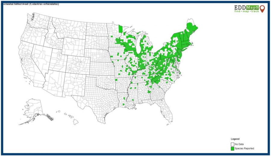 Invasive Plant Factsheet: Asiatic bittersweet | Integrated Pest Management