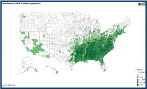 Invasive Plant Factsheet: Japanese Honeysuckle | Integrated Pest ...