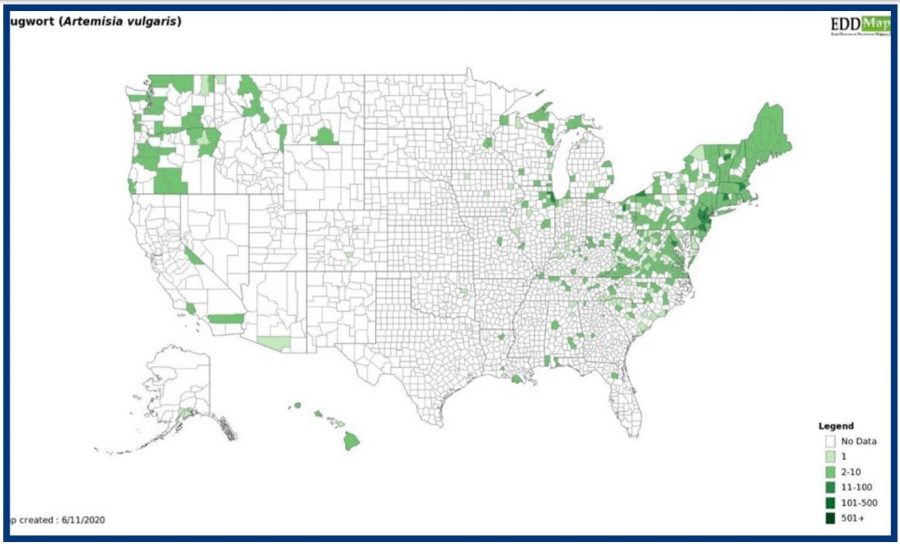 Invasive Plant Factsheet: Common mugwort | Integrated Pest Management