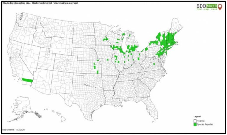 Invasive Plant Factsheet: Black & Pale swallow-wort | Integrated Pest ...