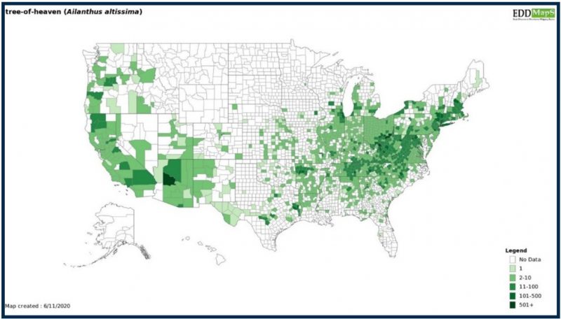 Invasive Plant Factsheet: Tree-of-heaven | Integrated Pest Management