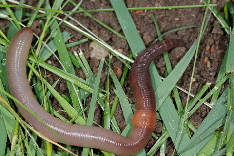 Jumping Worms | Integrated Pest Management