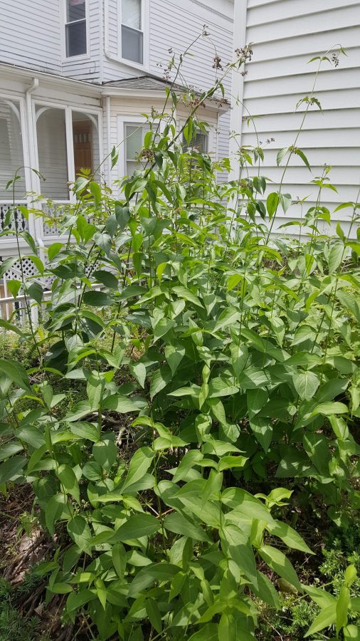 Invasive Plant Factsheet: Black & Pale swallow-wort | Integrated Pest ...