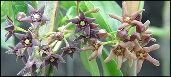 Invasive Plant Factsheet: Black & Pale swallow-wort | Integrated Pest ...