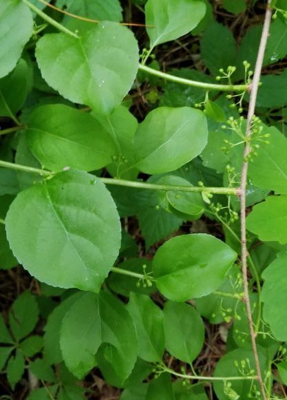 Invasive Plant Factsheet: Asiatic bittersweet | Integrated Pest ...