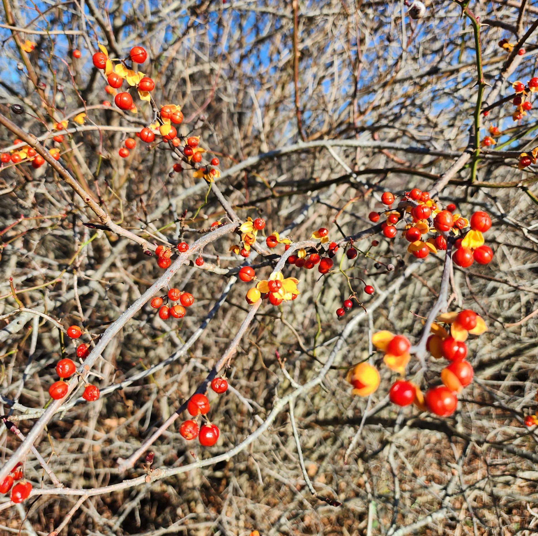 Invasive Plant Factsheet: Asiatic bittersweet | Integrated Pest Management