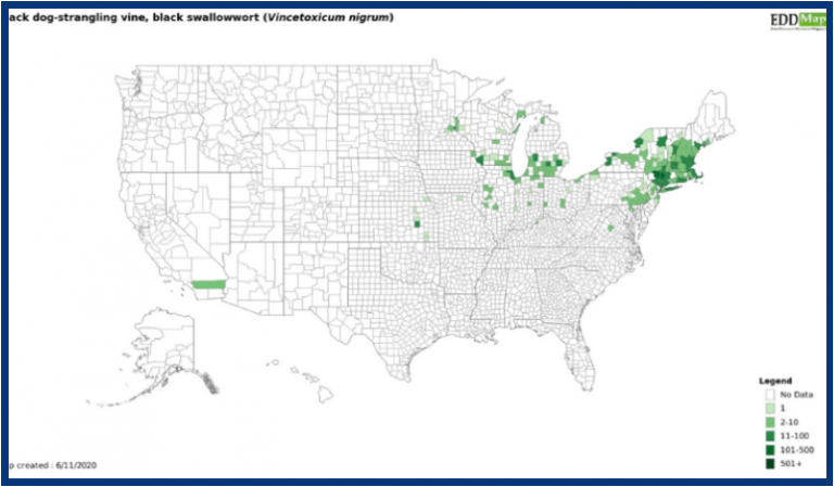 Invasive Plant Factsheet: Garlic mustard | Integrated Pest Management