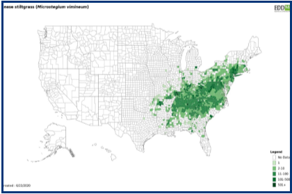 Invasive Plant Factsheet: Japanese Stiltgrass | Integrated Pest Management
