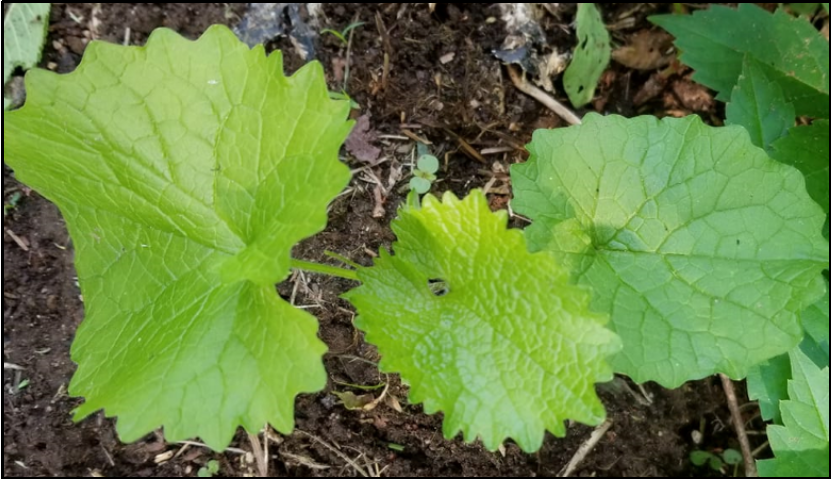 Invasive Plant Factsheet: Garlic mustard | Integrated Pest Management