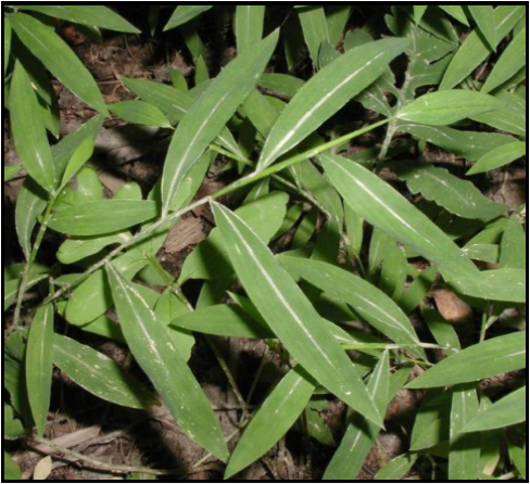 Invasive Plant Factsheet: Japanese Stiltgrass | Integrated Pest ...