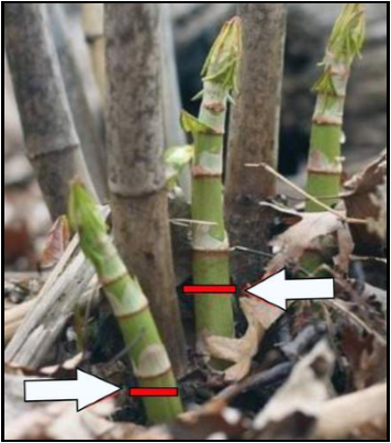 Invasive Plant Factsheet: Japanese Knotweed | Integrated Pest Management
