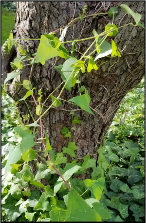 Invasive Plant Factsheet: Mile-a-minute | Integrated Pest Management