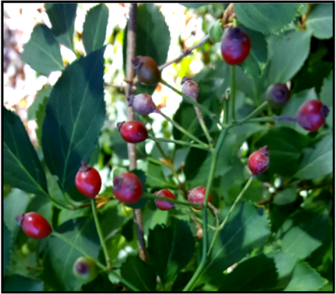 Invasive Plant Factsheet: Multiflora Rose | Integrated Pest Management