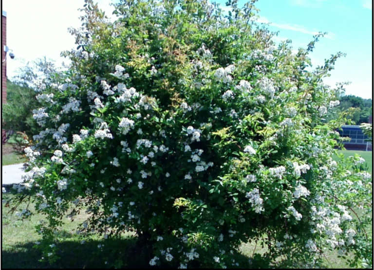 Invasive Plant Factsheet: Multiflora Rose | Integrated Pest Management
