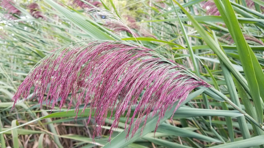 Invasive Plant Factsheet: Common Reed | Integrated Pest Management