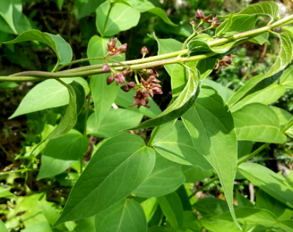 Invasive Plant Factsheet: Black & Pale swallow-wort | Integrated Pest ...