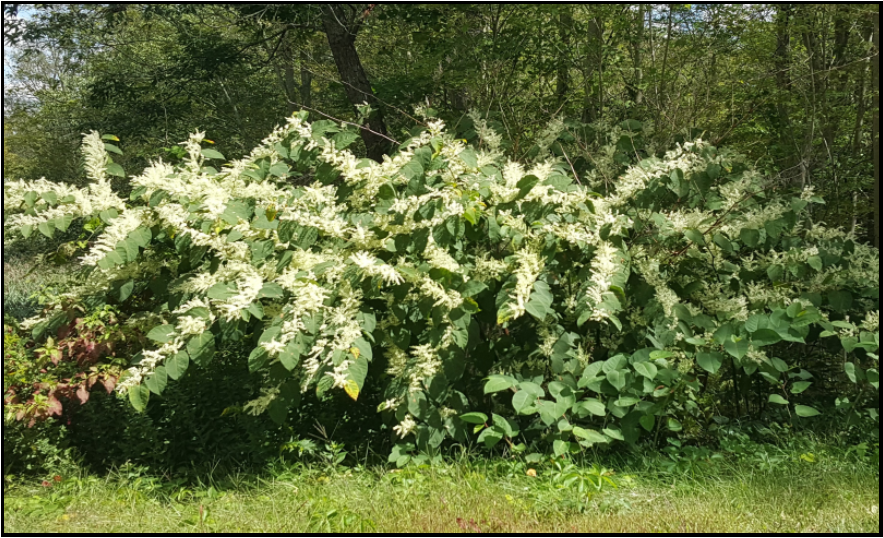 Invasive Plant Factsheet: Japanese Knotweed | Integrated Pest Management