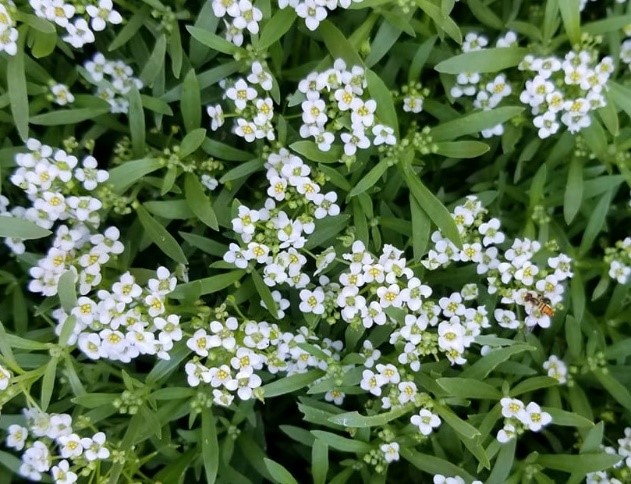 Biological Pest Control For Connecticut School Grounds | Integrated ...