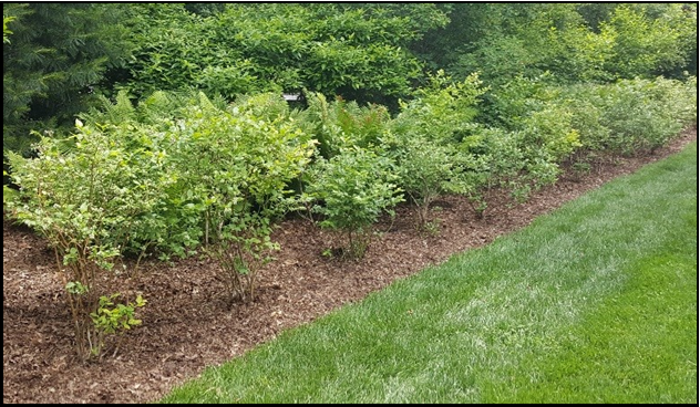 Weeds as Indicators of Growing Conditions in Landscapes | Integrated ...