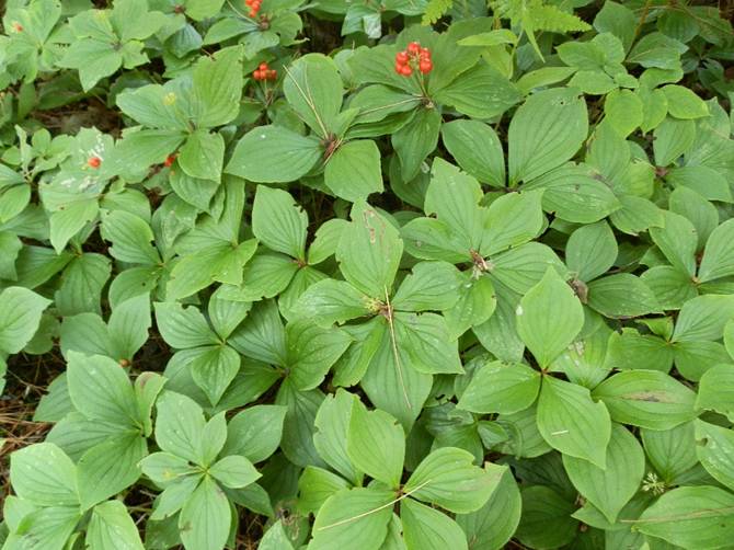 Alternative “Lawn” Options for New England Landscapes | Integrated Pest ...