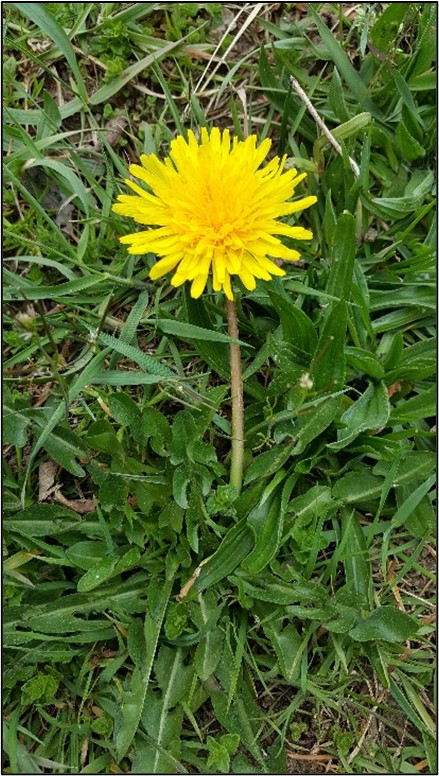 Identification of Problem Weeds in School Turf Areas | Integrated Pest ...