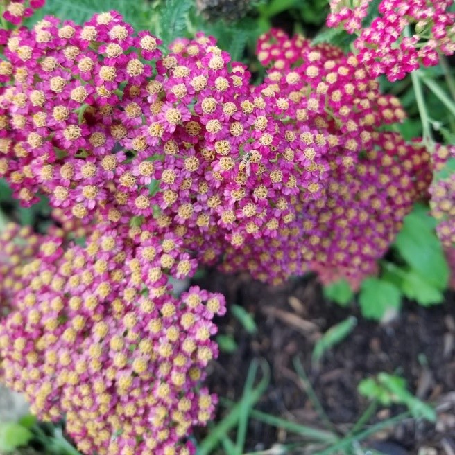 Biological Pest Control For Connecticut School Grounds | Integrated ...