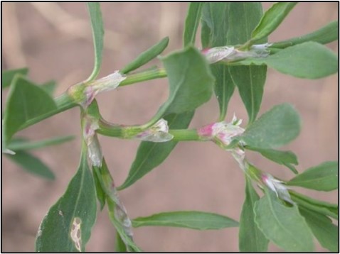 Identification of Problem Weeds in School Turf Areas | Integrated Pest ...