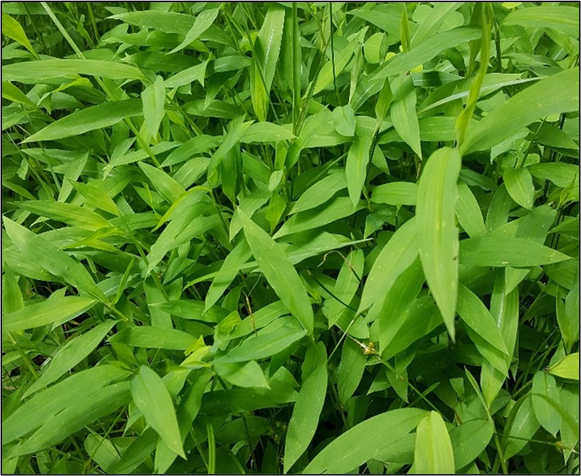 Weeds as Indicators of Soil and Growing Conditions in Turf | Integrated ...