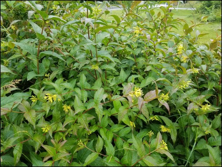 Connecticut Native Perennial, Tree, & Shrub Availability List ...