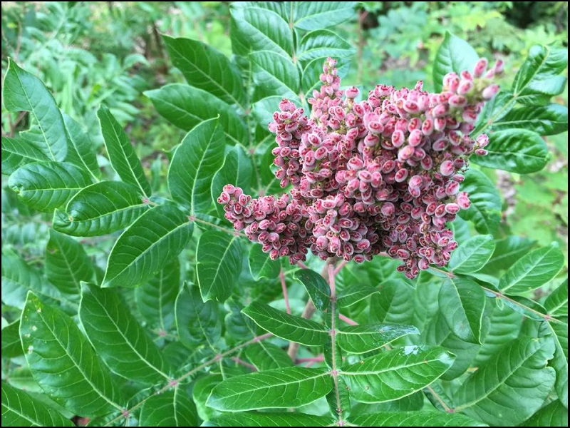 2024 CT Native Perennial, Tree, & Shrub Availability List | Integrated ...