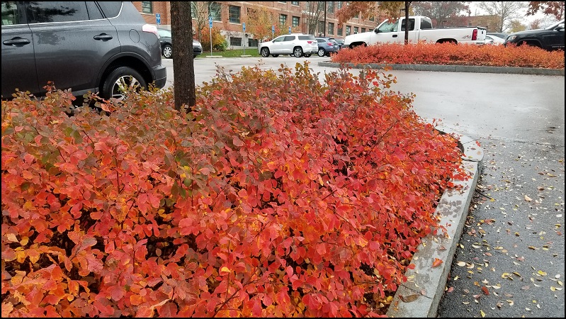 2024 CT Native Perennial, Tree, & Shrub Availability List | Integrated ...