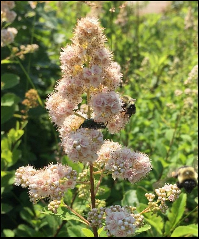 Connecticut Native Perennial, Tree, & Shrub Availability List ...