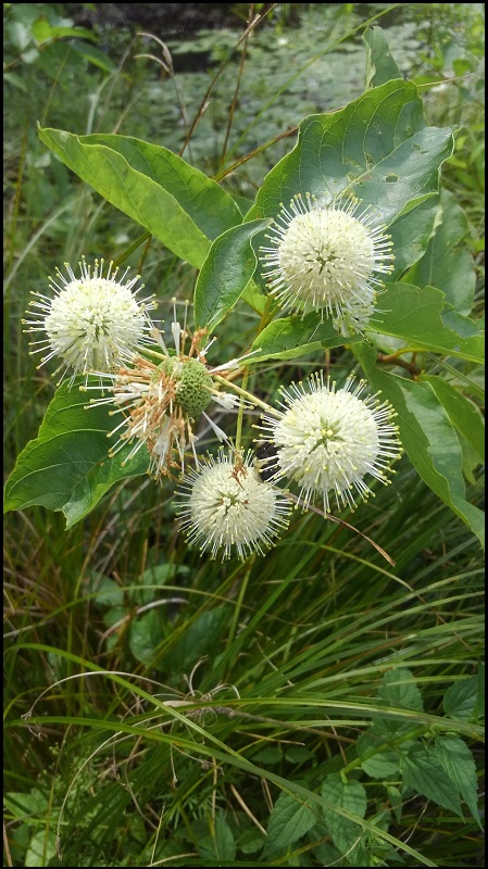 Connecticut Native Perennial, Tree, & Shrub Availability List ...
