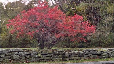 2024 CT Native Perennial, Tree, & Shrub Availability List | Integrated Pest Management