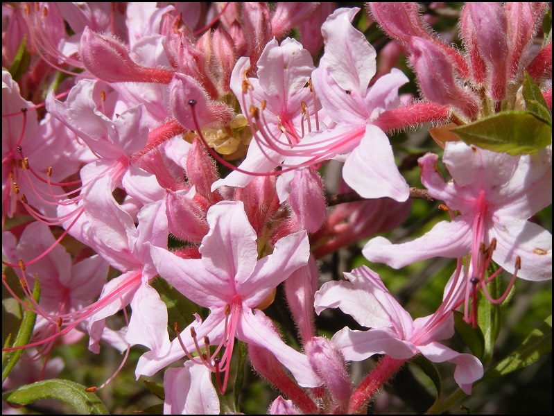 Connecticut Native Tree and Shrub Availability List 2023 | Integrated ...