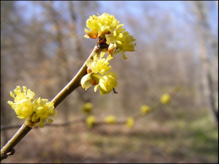 2024 CT Native Perennial, Tree, & Shrub Availability List | Integrated ...