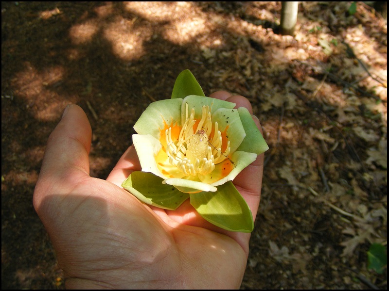 2024 CT Native Perennial, Tree, & Shrub Availability List | Integrated ...