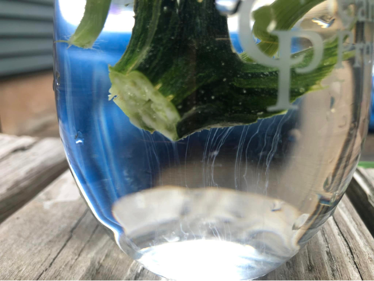 Bacterial Wilt | Integrated Pest Management | College of Agriculture ...